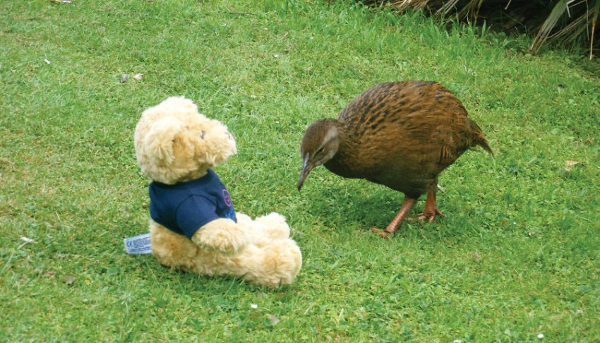 An Introduction to Weka | Open Souce Tool | Data Mining Software